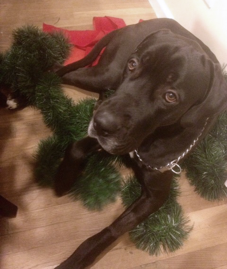 Merlin - Mid-Atlantic Great Dane Rescue League - New Jersey Chapter